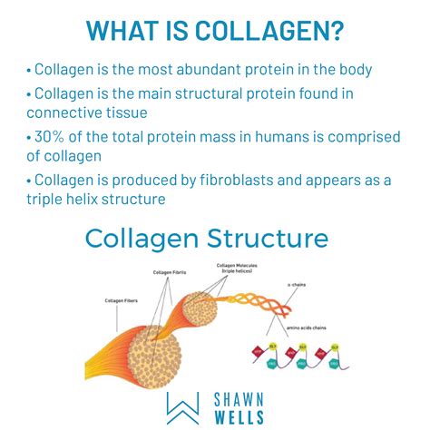 Image result for Collagen Function