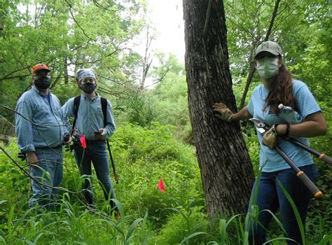 Image result for Forest Stewardship Program