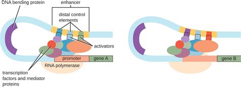 Image result for Operon Theory
