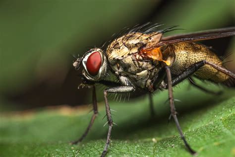 Image result for Lesser Pumpkin Fly