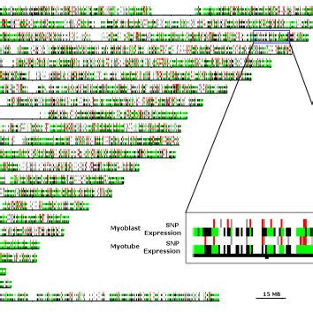 Image result for SNP Array
