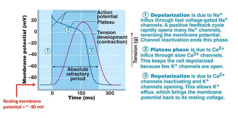 Image result for Action Potential Muscle Contraction