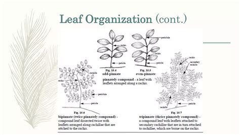 Image result for Morphological Classification System