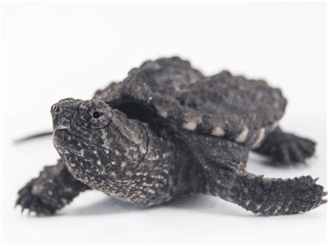 Image result for Cute Snapping Turtle