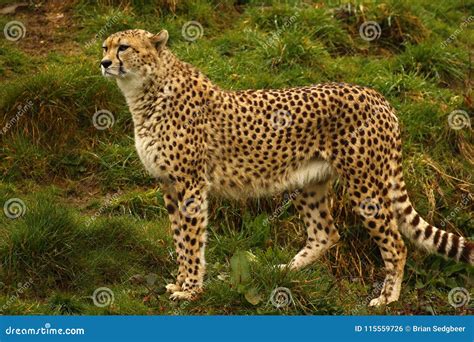 Image result for Fast Cheetah