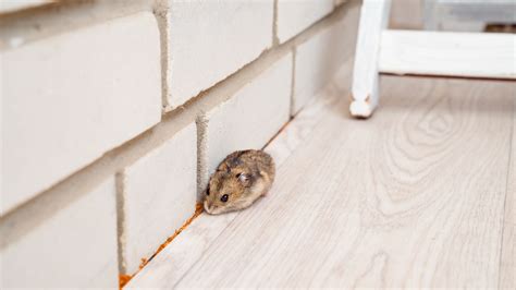 Image result for Little Cockroach