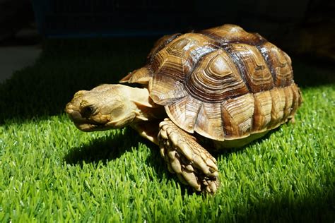 Image result for Tortoise Body Parts