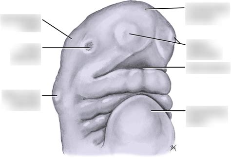 Image result for 4 Week Embryo