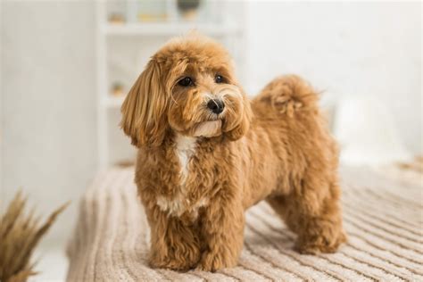 Image result for Cavapoo Dog