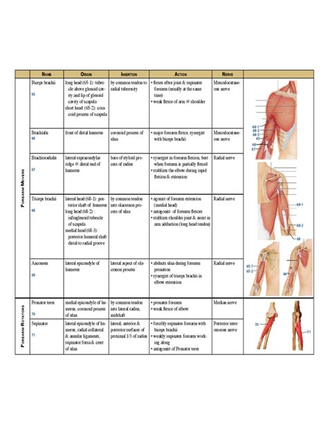 Image result for Body Building Muscle Chart