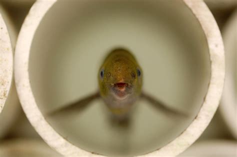 Image result for Electrical Fish