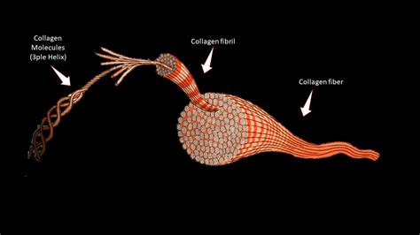 Image result for Collagen Structure