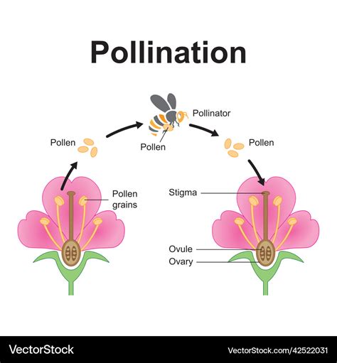Image result for Flower Pollination Process