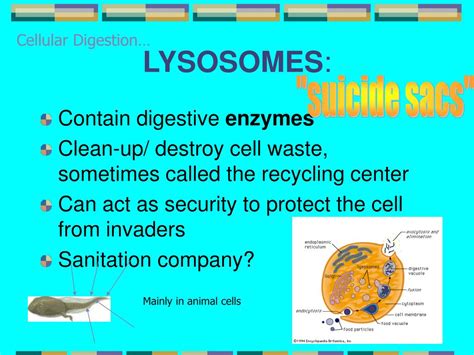 Image result for Basic Unit of Life