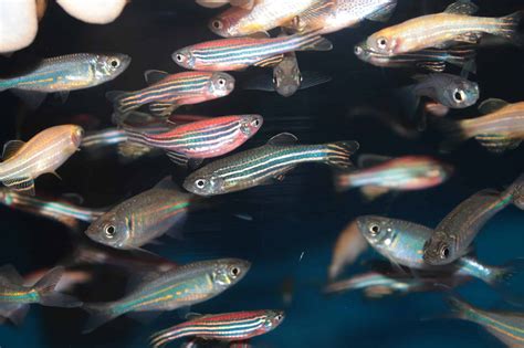 Image result for Zebra Fish