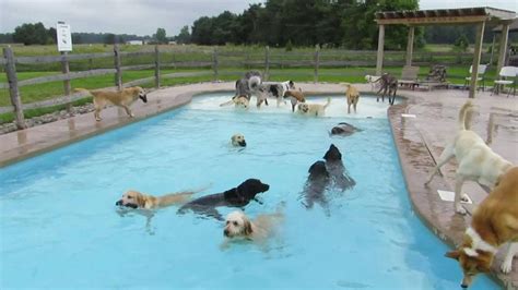 Image result for Pool Party for Dogs