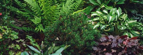 Image result for Shade Loving Perennials