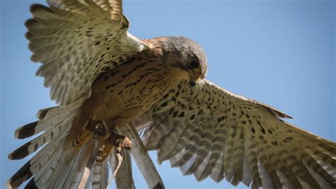 Image result for Rabbit Predators