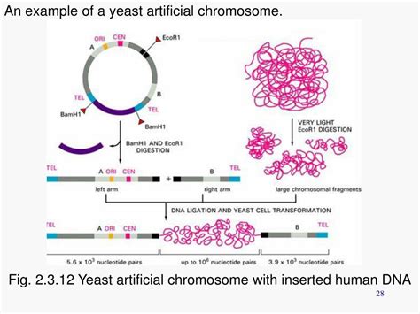 Image result for Sanger Method of Sequencing