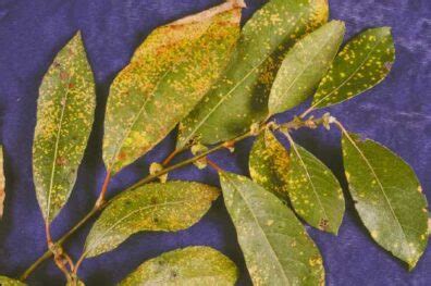 Image result for Willow Tree Rust