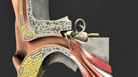 Image result for Incus On-Ear Model