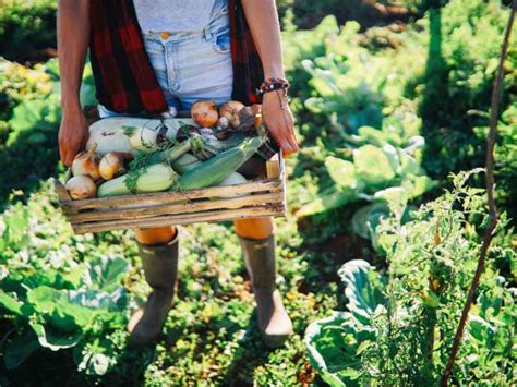 Image result for Very Small Farm Setup