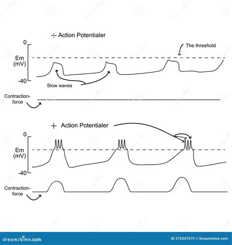 Image result for Action Potential Muscle Contraction