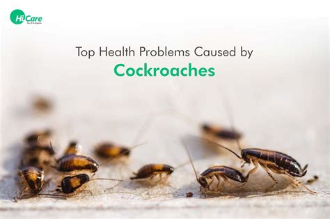 Are Cockroach Droppings Harmful: Health Risks