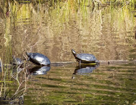 Image result for Paint Turtle