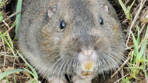 Image result for Garden Gopher