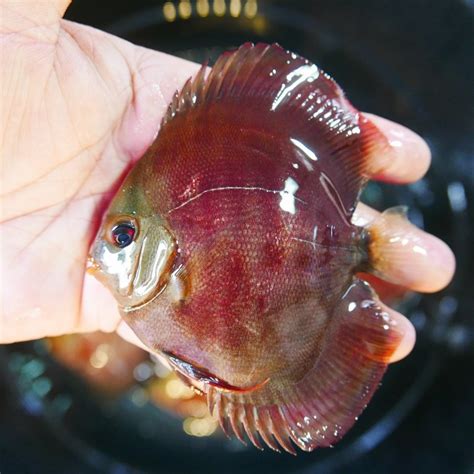 Image result for Ruby Red Discus