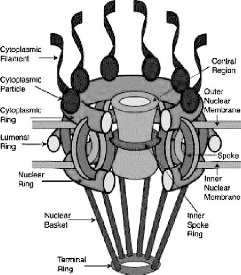 Image result for Nuclear Pore Complex Easy Struture