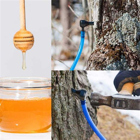 Image result for Tree Tapping Kit