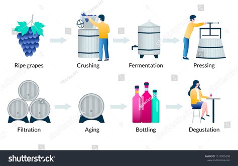 Image result for Wine Production Process