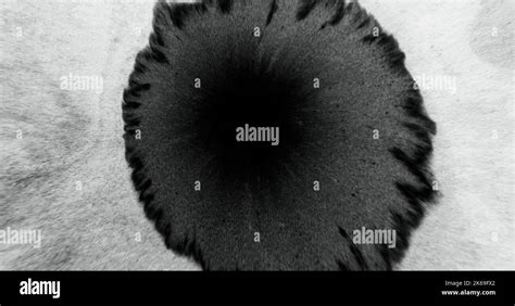 Image result for Ink Splatter Texture