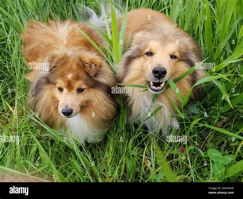 Image result for Mini Sheltie