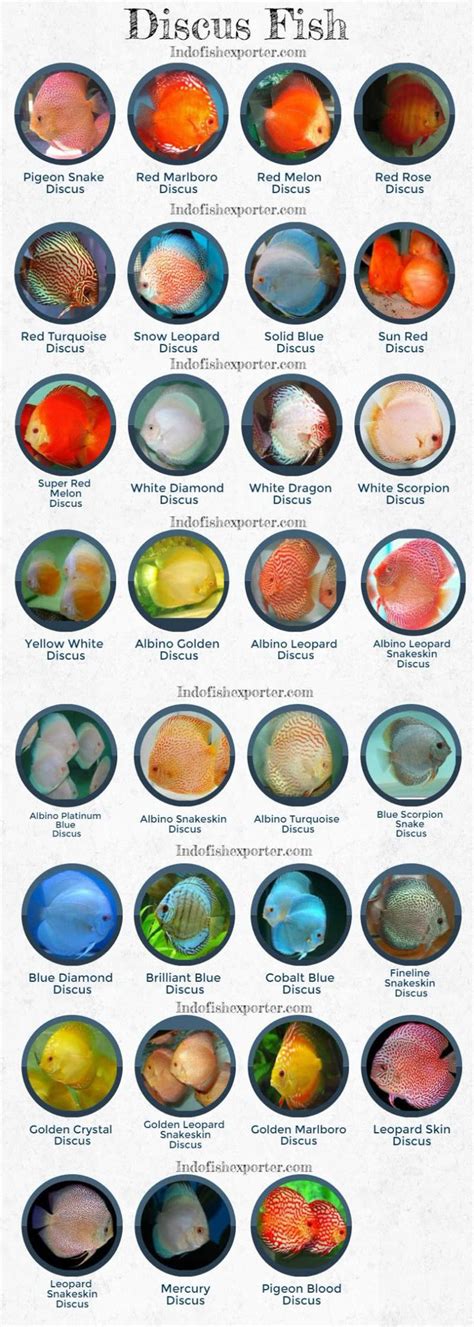 Image result for Types of Discus