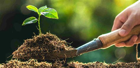 Image result for Planting a Tree Sapling