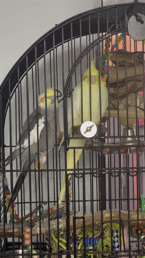 Image result for Cockatiel Behavior