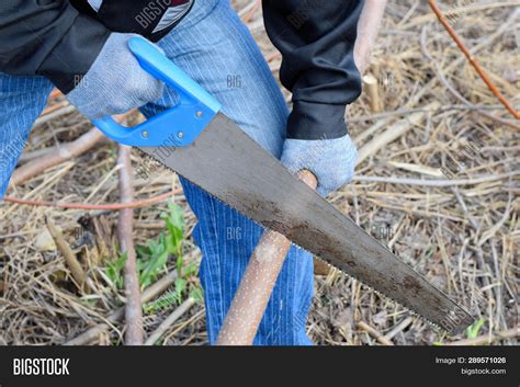 Image result for Tree Saws Hand