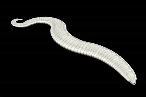 Image result for What Is Pinworm
