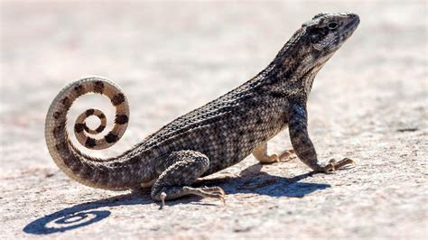 30 Facts About The Water Monitor Lizard - Facts.net