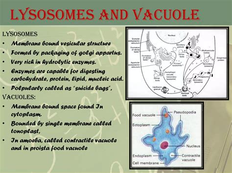 Image result for Basic Unit of Life