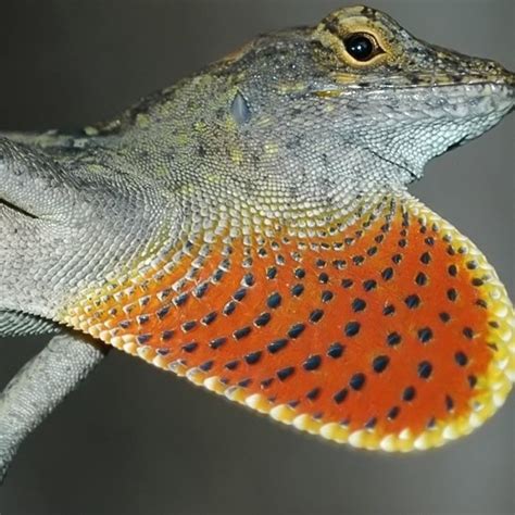 Image result for Most Beautiful Lizard