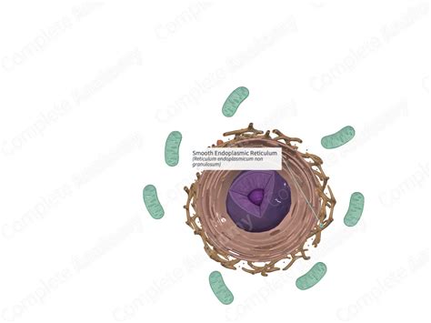 Image result for Endoplasmic Reticulum Function