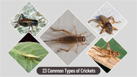 Image result for Cricket Insect Identification
