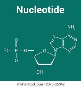 Chemical Structure Dna Nucleotide Stock Vector (Royalty Free) 2075515342