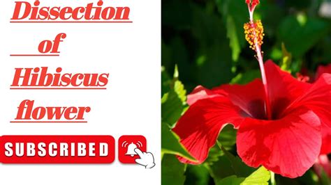Image result for Hibiscus Flower Dissection