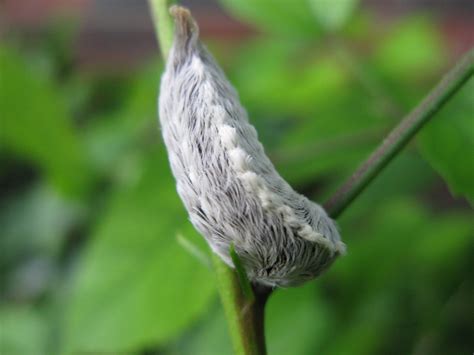 Image result for ASP Insect