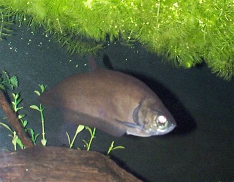 Image result for Electrical Fish